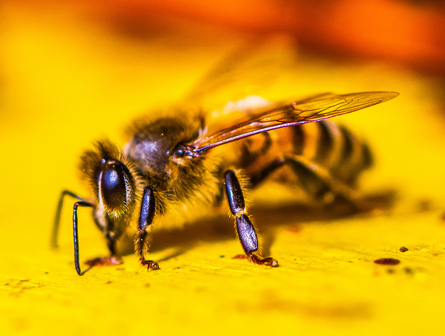 Biene IMG_0862 Foto & Bild | insekt, honigbiene, wildbiene Bilder auf ...