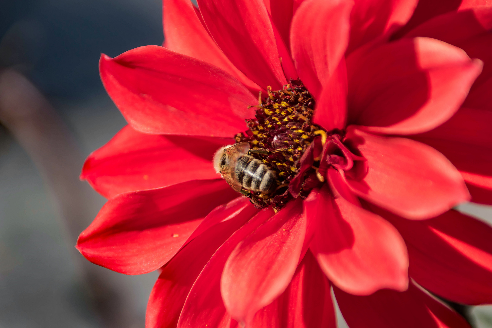 Biene in Blume Foto & Bild | tiere, wildlife, insekten Bilder auf ...