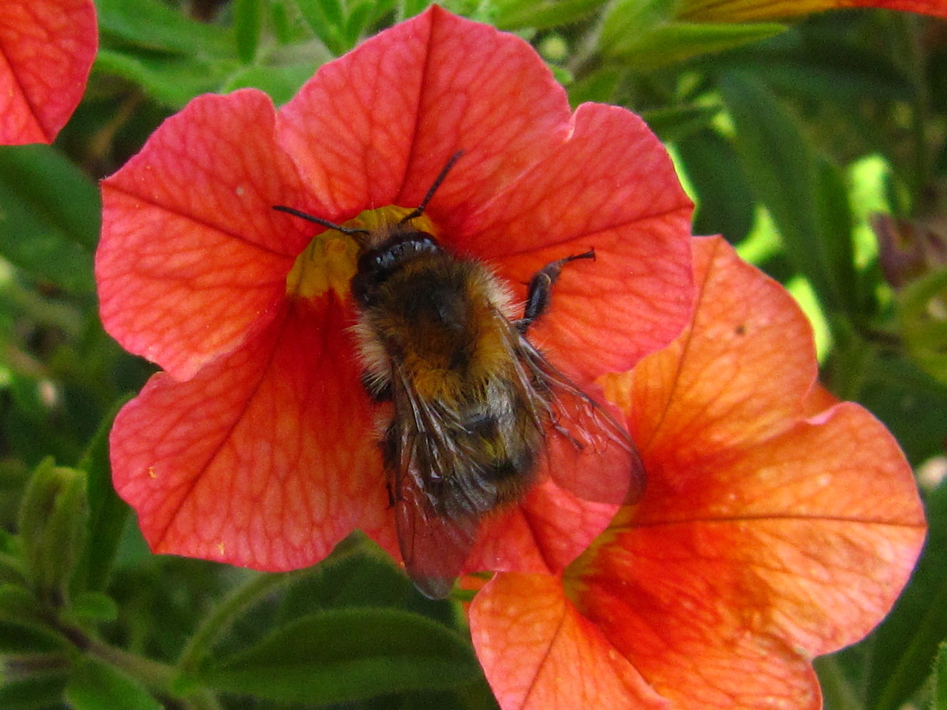 Biene in Blume Foto & Bild | tiere Bilder auf fotocommunity