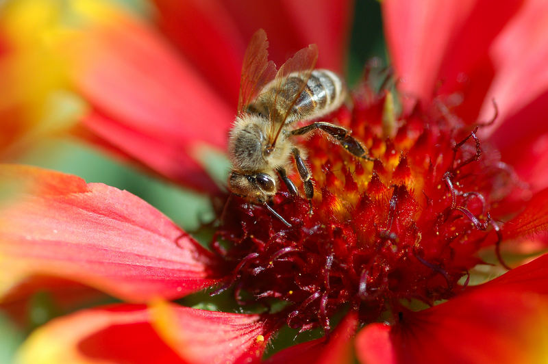Biene in meinem Garten Foto & Bild | tiere, wildlife, insekten Bilder ...