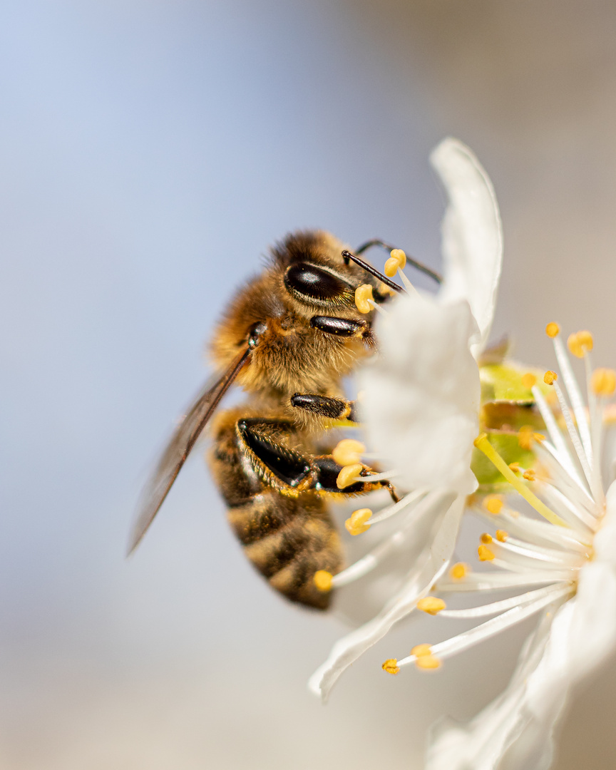 Biene Macro Foto And Bild Natur Insekten Tiere Bilder Auf Fotocommunity