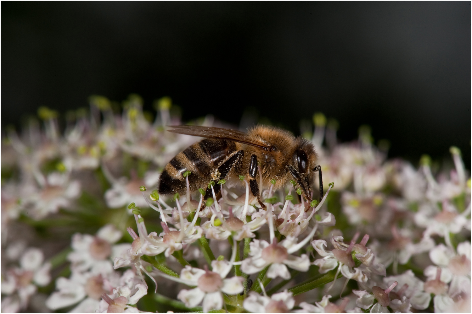 Biene Maja Foto & Bild | tiere, wildlife, insekten Bilder auf fotocommunity