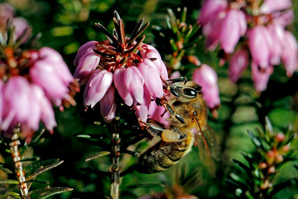 Biene Maja an Heide Erika Foto & Bild | sonne, winter, blumen Bilder ...