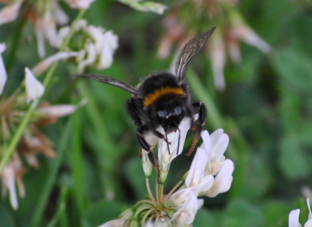 Biene Maja Foto & Bild | tiere, tierdetails, natur Bilder auf fotocommunity