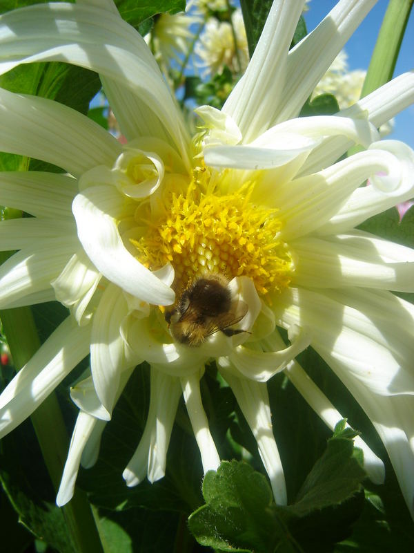 Biene Maja Foto & Bild | tiere, natur Bilder auf fotocommunity