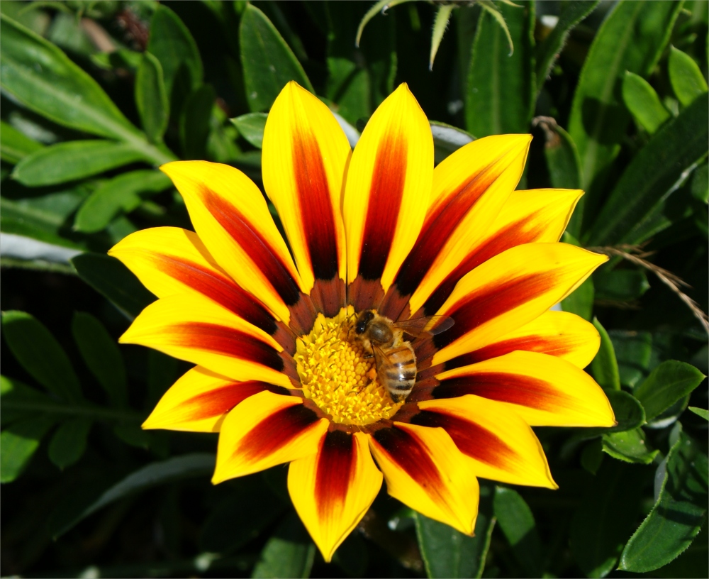 Biene Maja? Foto & Bild | tiere, wildlife, insekten Bilder auf ...