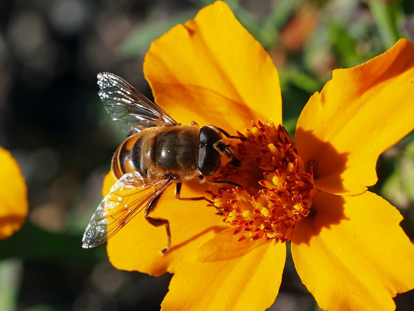 Biene Maya 1 Foto & Bild | tiere, wildlife, insekten Bilder auf ...