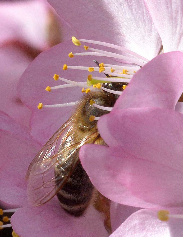 Biene nah k Foto & Bild | blumen Bilder auf fotocommunity