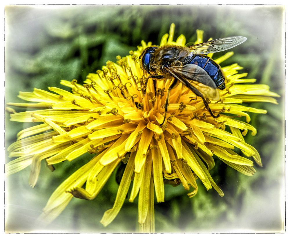 BIENE ODER FLIEGE?? Foto & Bild | spezial, gelb, natur Bilder auf ...
