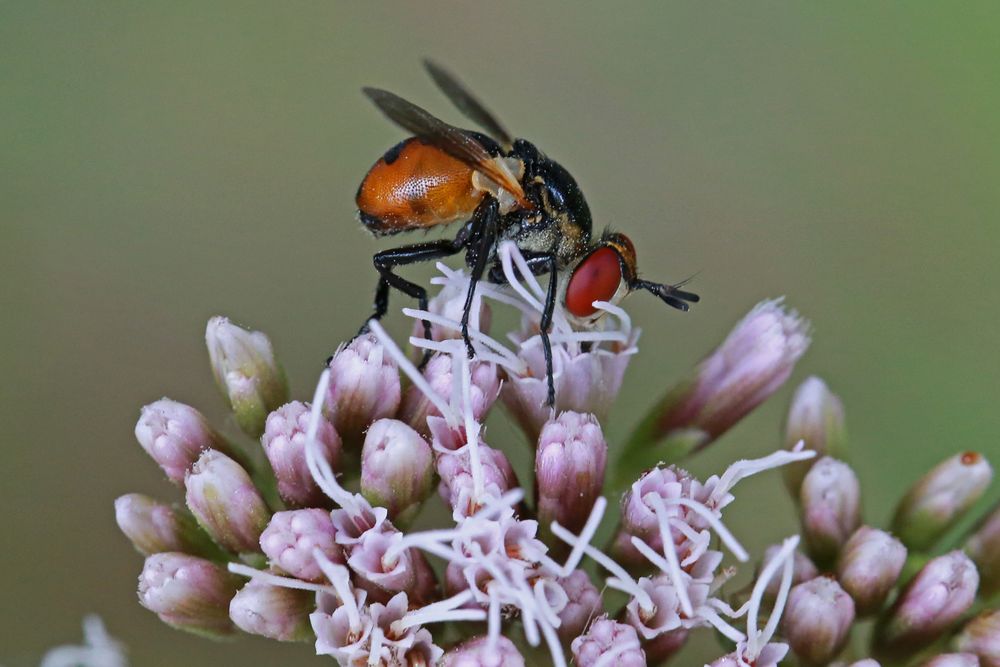 Biene oder Fliege? Foto & Bild | tiere, wildlife, insekten Bilder auf ...