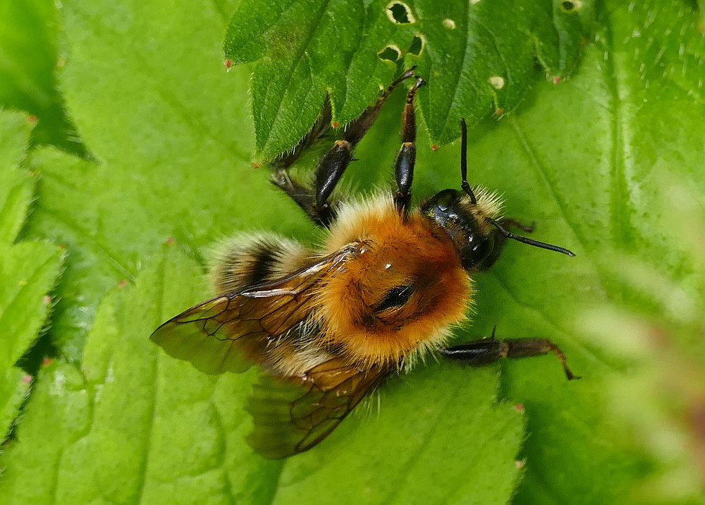 Biene oder Hummel ? Foto & Bild | natur, insekten, tiere Bilder auf ...