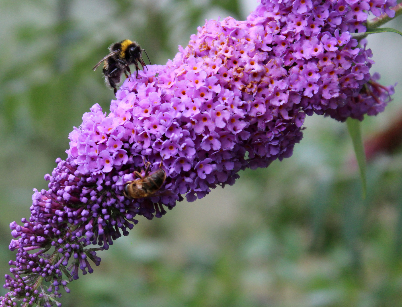Biene und Hummel .... Foto & Bild | outdoor, baum, natur Bilder auf ...