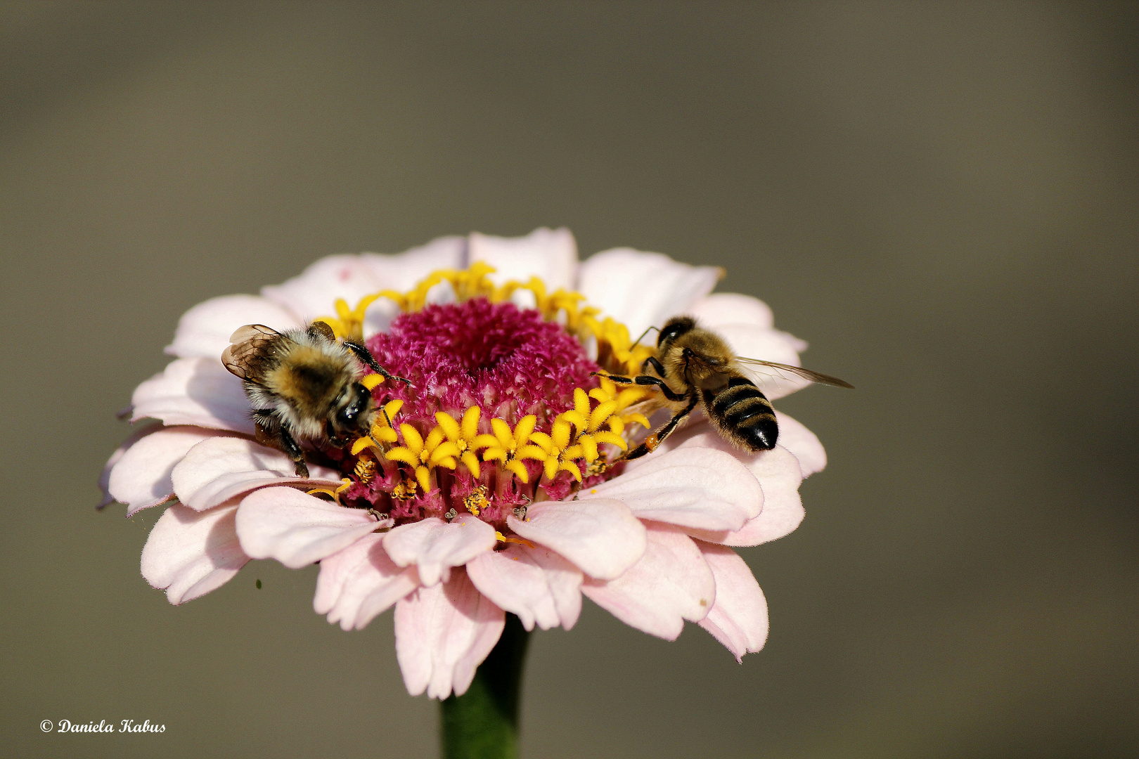Biene und Hummel teilen sich eine Blüte Foto & Bild | tiere, wildlife ...