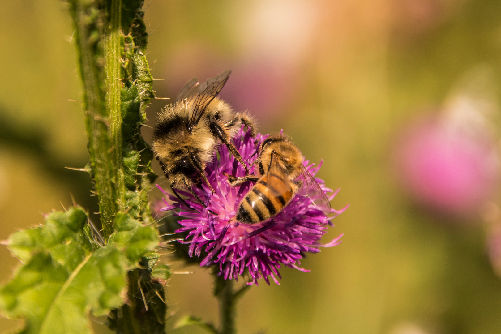 Biene visa Hummel Foto & Bild | fotos, natur, insekten Bilder auf ...