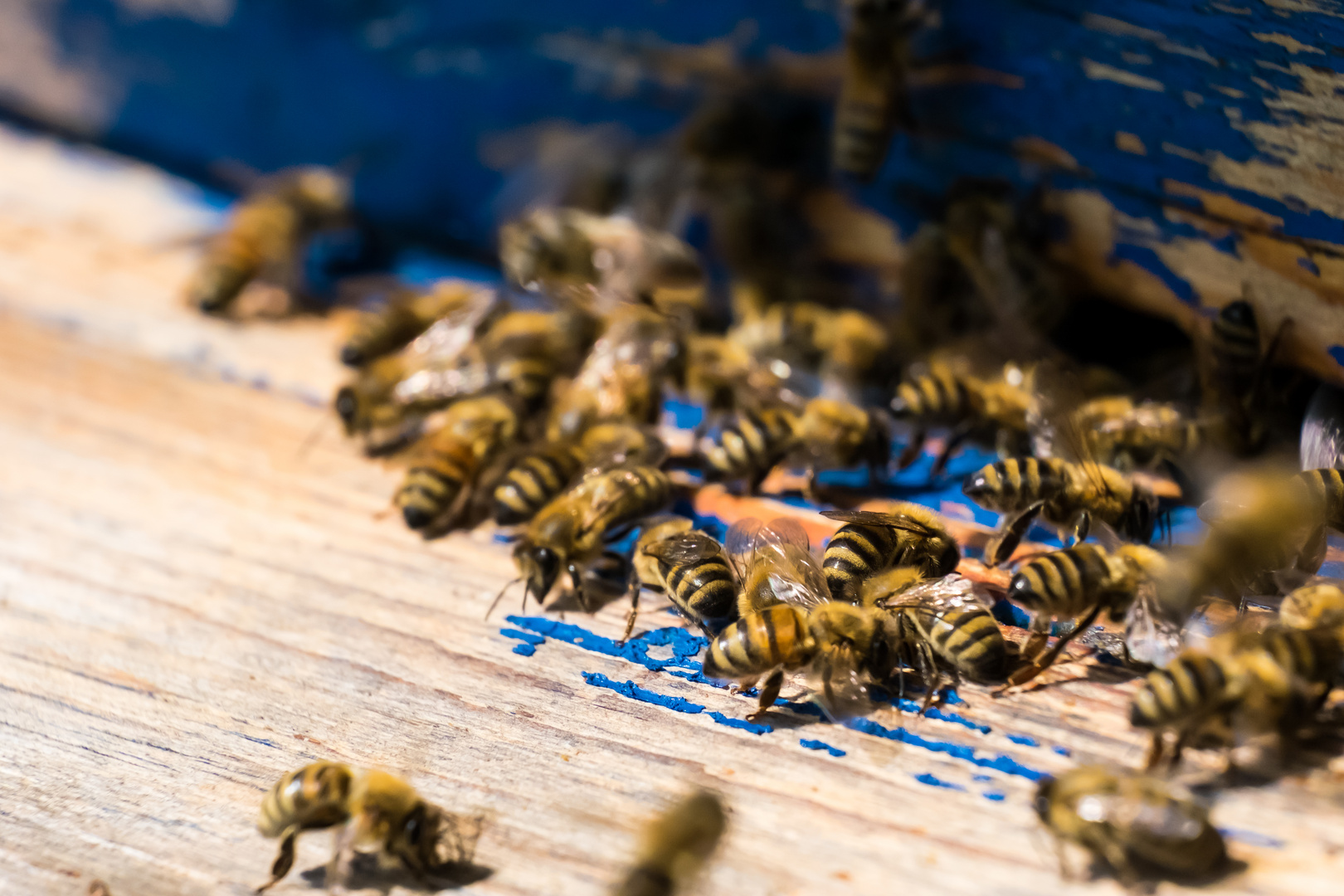 Bienen Foto & Bild | anfängerecke - nachgefragt, nachgefragt ...