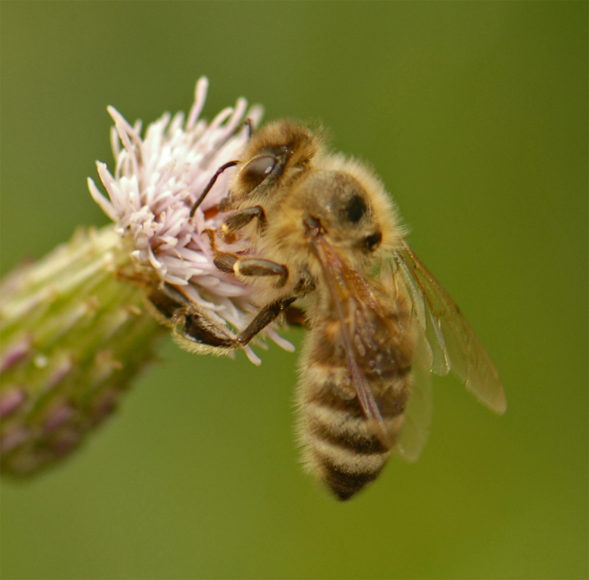 Bienen beim Honig sammeln Foto & Bild | tiere, wildlife, insekten ...