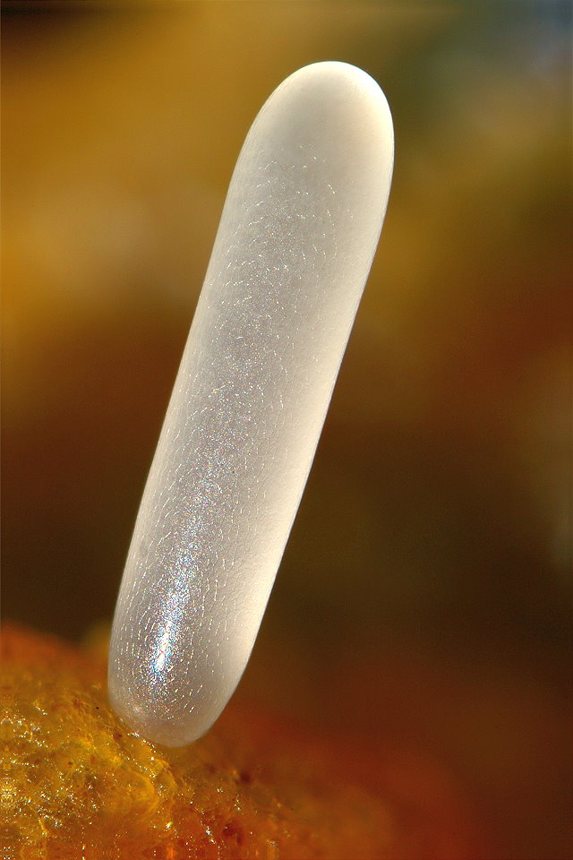 Bienen-Ei Foto & Bild | natur-kreativ, aufnahmetechniken, mikroskop ...