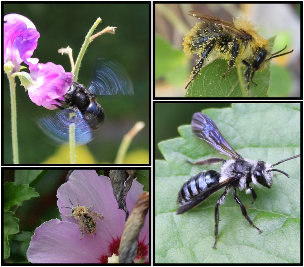 Bienen Foto & Bild | insekten, natur, tiere Bilder auf fotocommunity