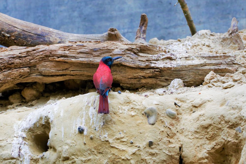 Bienen Fresser Foto & Bild | tiere, zoo, wildpark & falknerei, vögel ...