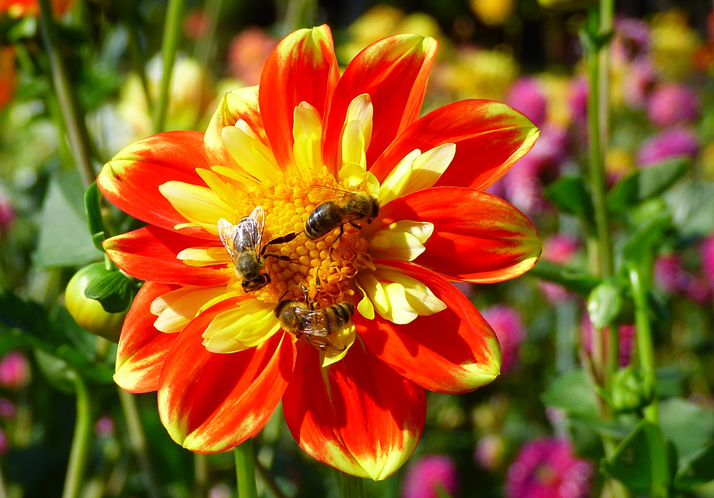 Bienen und Hummeln . . . Foto & Bild | projekte, thementage, samstag ...