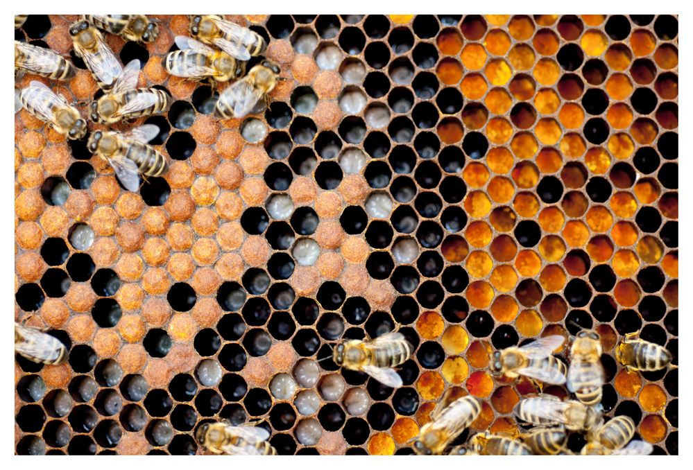 Bienenbrut Foto & Bild | reportage dokumentation, motive Bilder auf ...