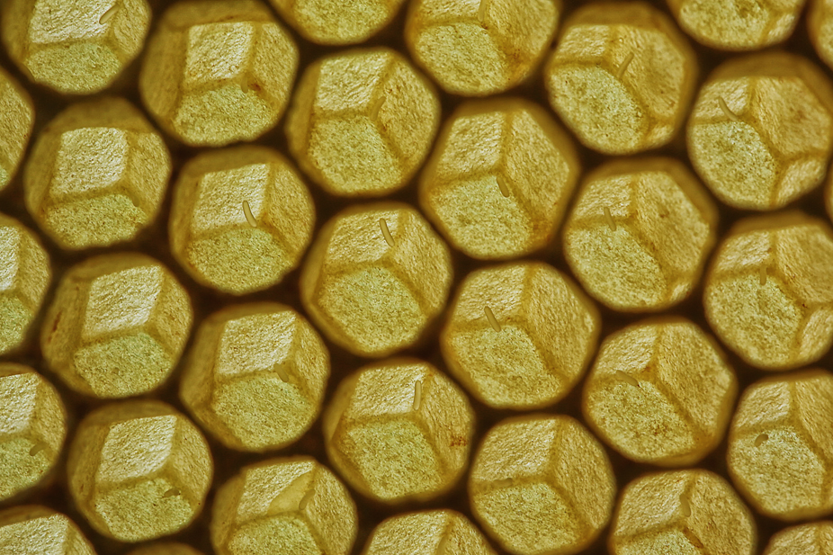 Bienen.Eier Foto & Bild | natur-makros, natur-kreativ ...