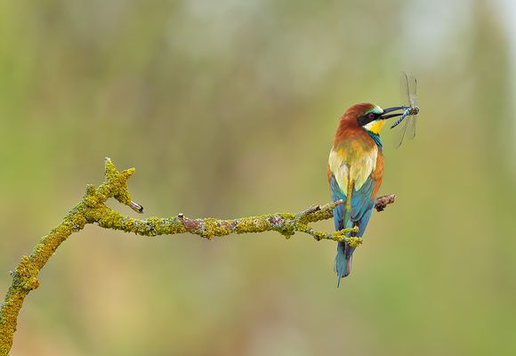 Michael Pätz - Fotos & Bilder - Fotograf | fotocommunity