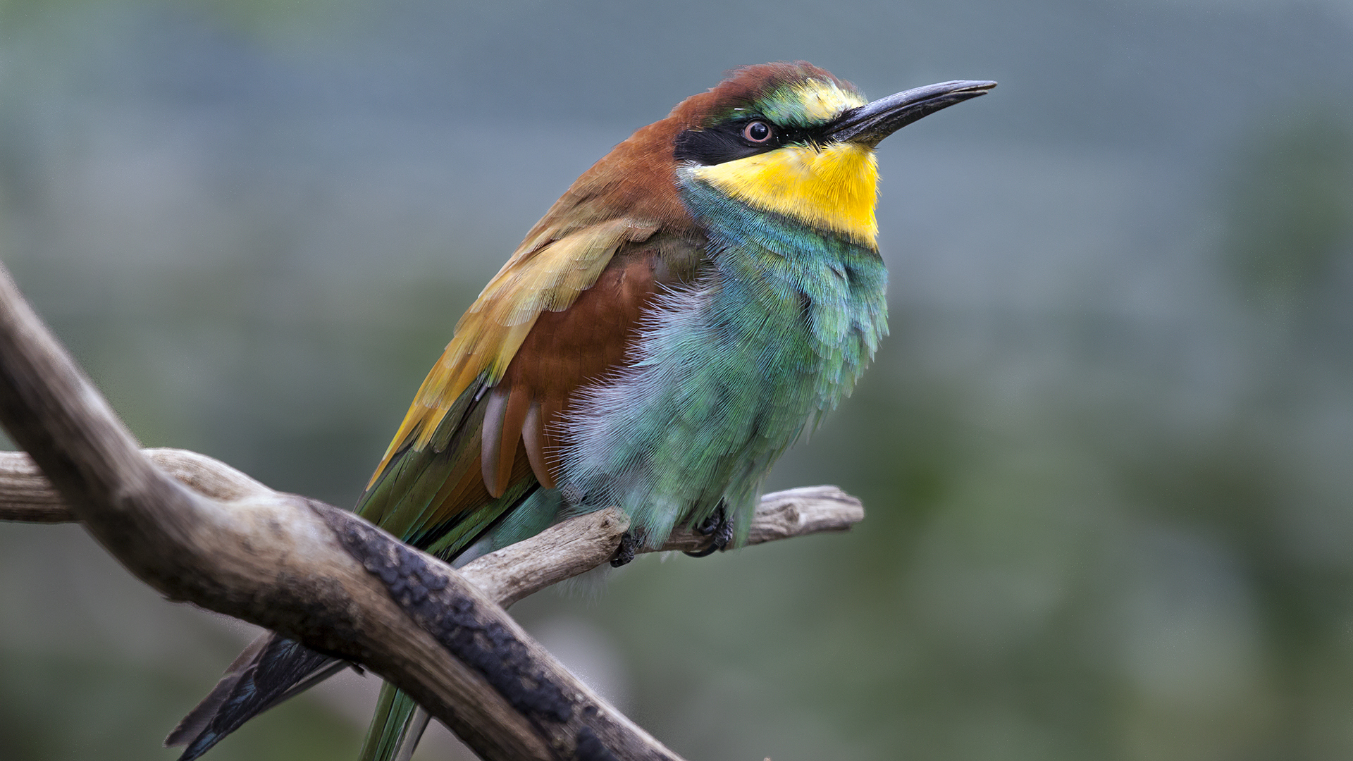 BIENENFRESSER Foto & Bild | tiere, zoo, wildpark & falknerei, vögel ...