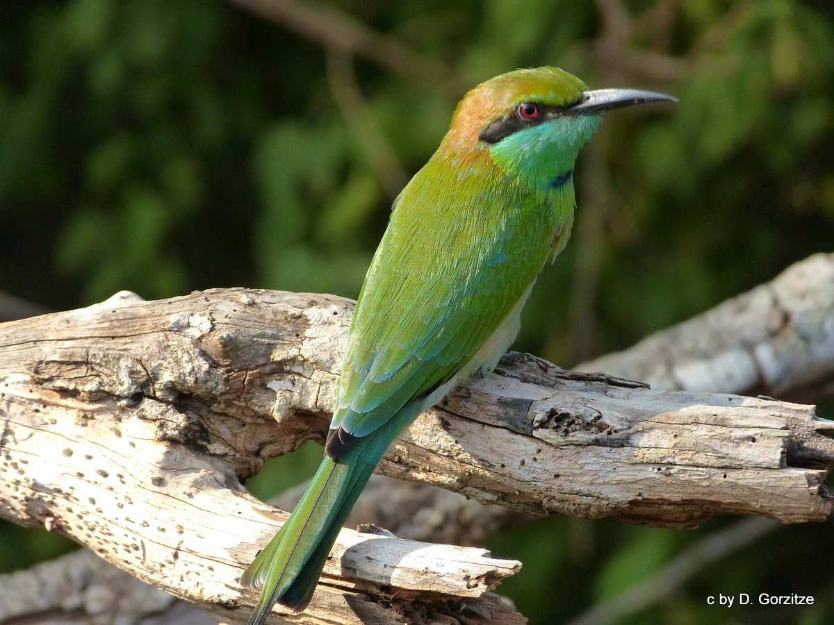 Bienenfresser ! Foto & Bild | asia, sri lanka, tiere Bilder auf ...