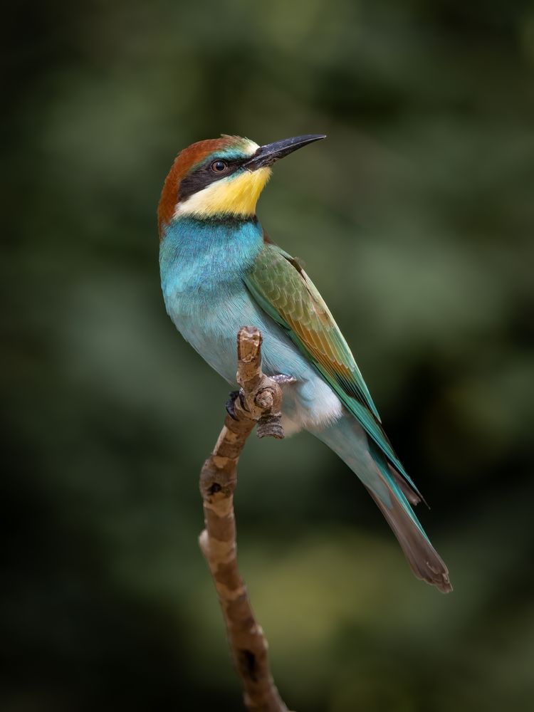 Bienenfresser Foto & Bild | fotos, natur, tiere Bilder auf fotocommunity