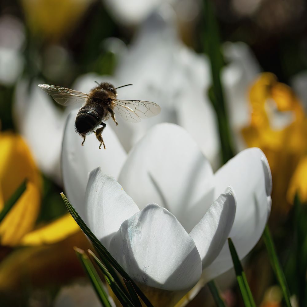 Bienenglück 1 - Alles für mich? Foto & Bild | tiere, wildlife, insekten ...