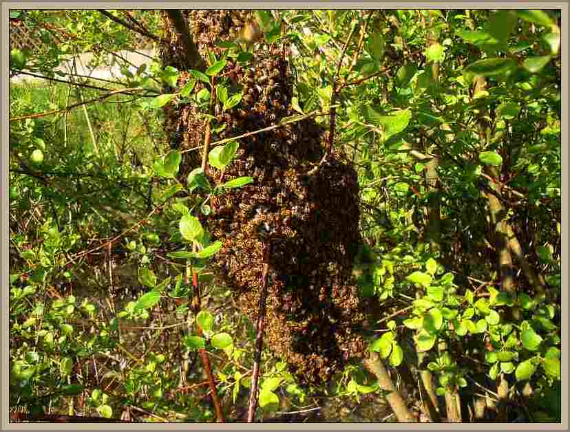Bienenschwarm 03/ 2011 Foto & Bild | tiere, wildlife, insekten Bilder ...