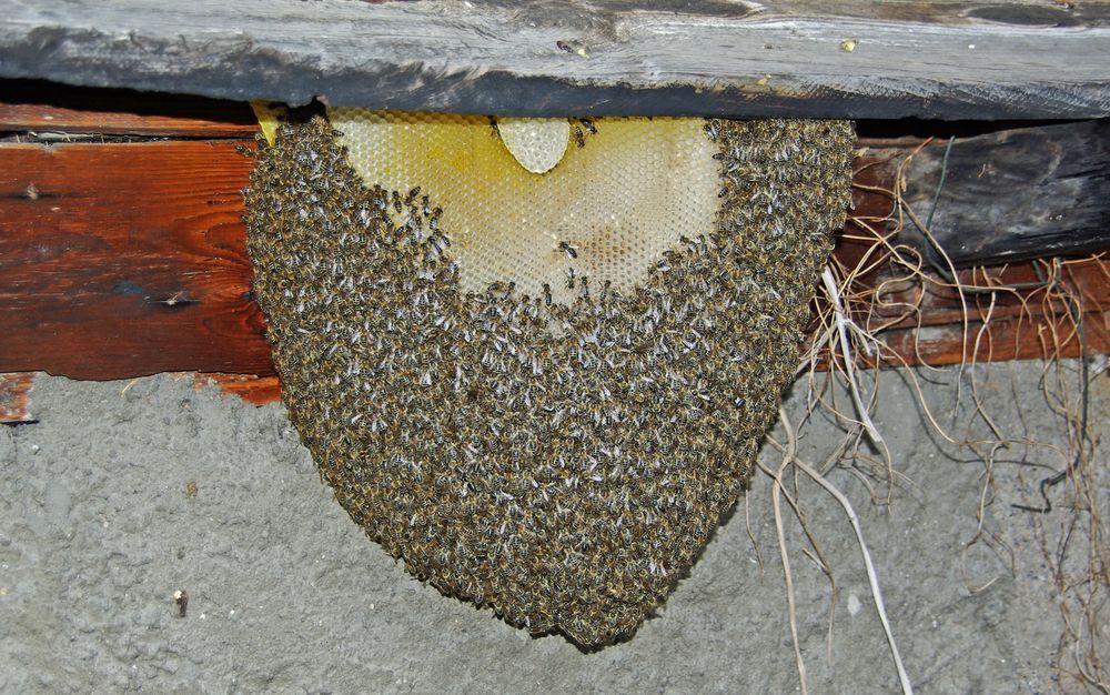 Bienenschwarm Foto & Bild | tiere, wildlife, insekten Bilder auf ...