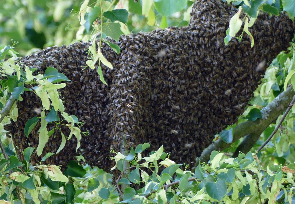 Bienenschwarm Foto & Bild | tiere, tierdetails, natur Bilder auf ...