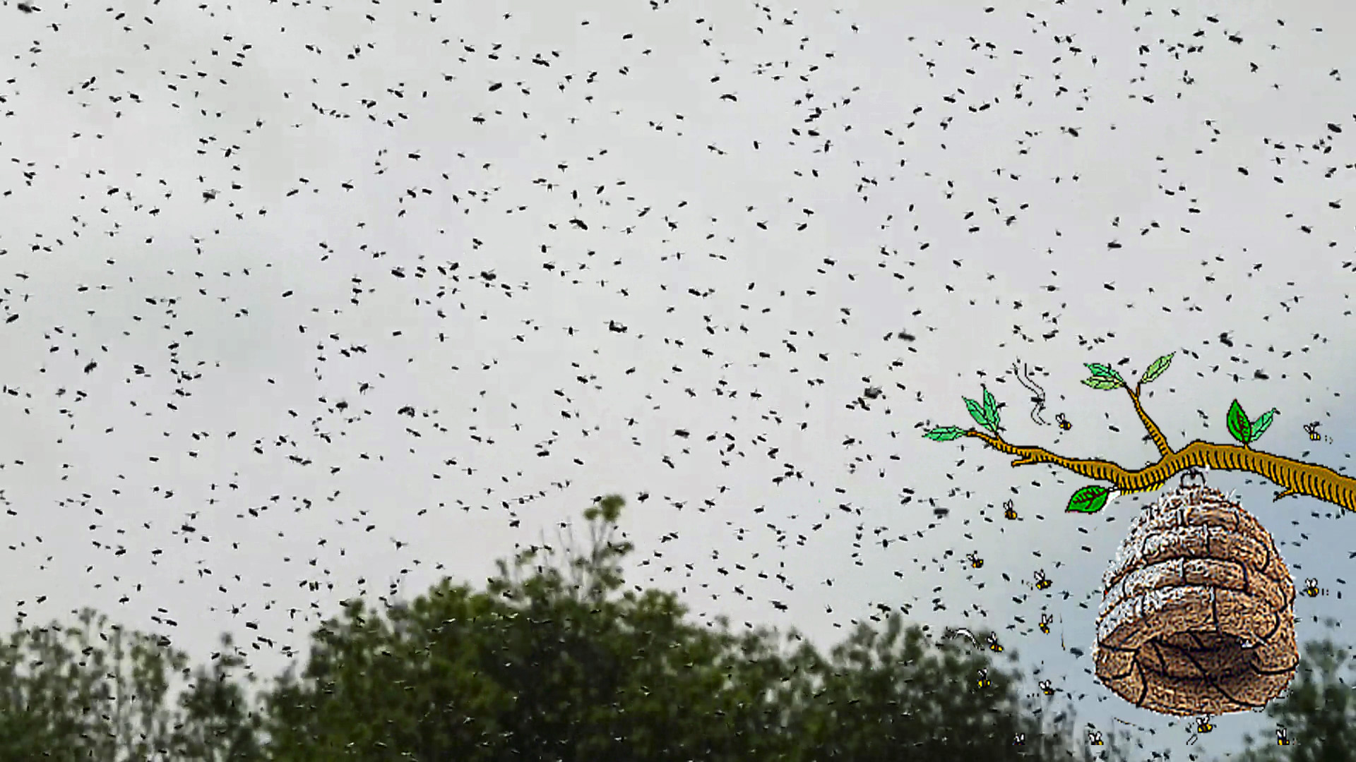 Bienenschwarm Foto & Bild | natur, insekten, tiere Bilder auf fotocommunity