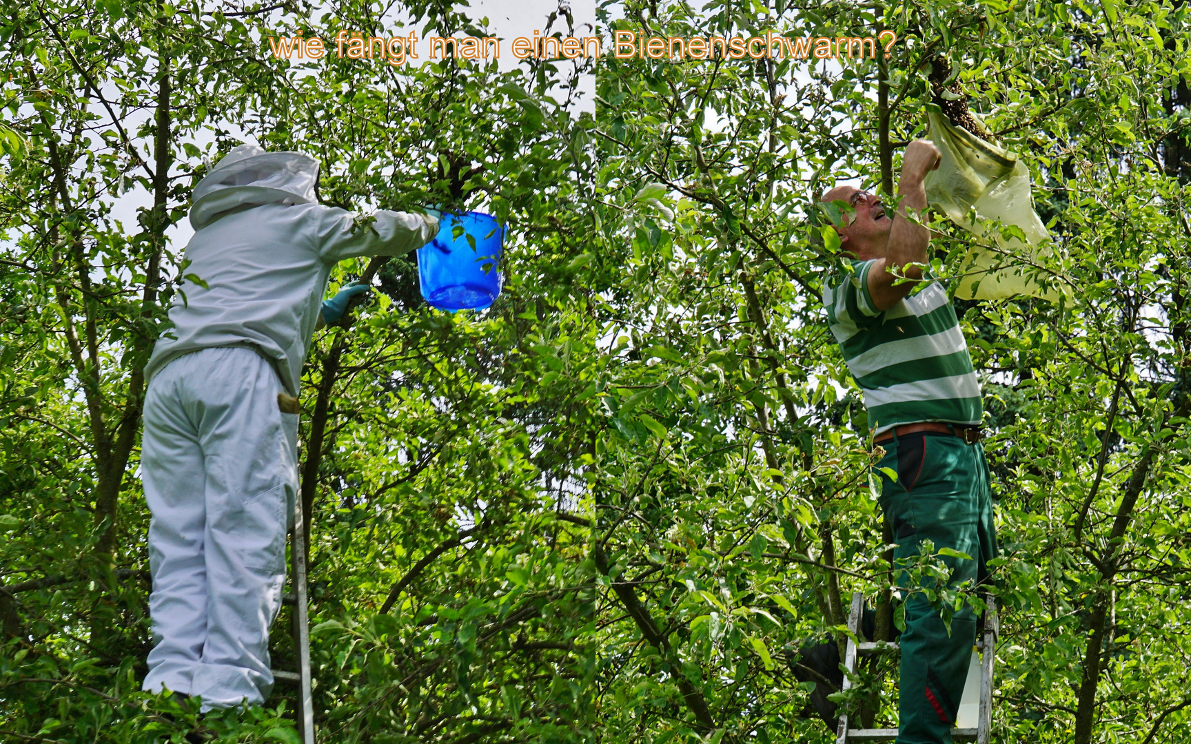 Bienenschwarm einfangen Foto & Bild | tiere, wildlife, insekten Bilder ...