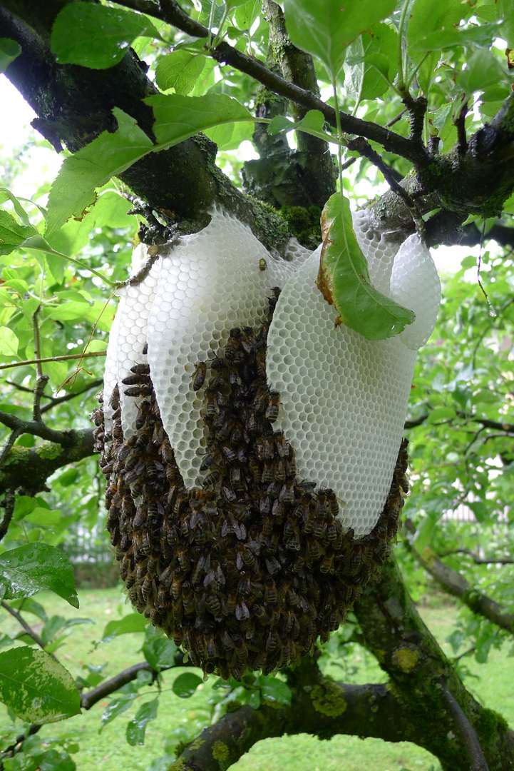 Bienenschwarm im Baum Foto & Bild | tiere, wildlife, insekten Bilder ...