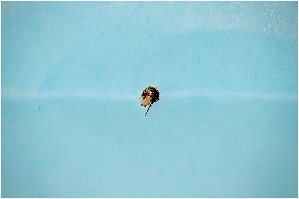 Bienenstachel Foto & Bild | spezial, dokumentation, blau Bilder auf fotocommunity