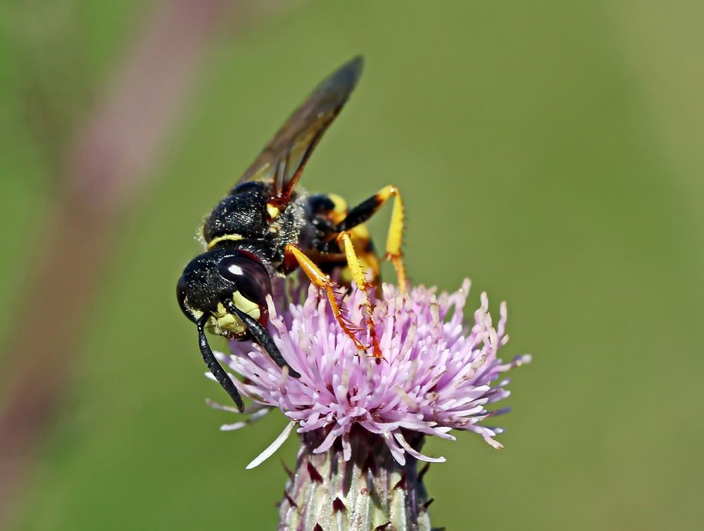 Bienenwolf Foto & Bild | natur, insekten, tiere Bilder auf fotocommunity