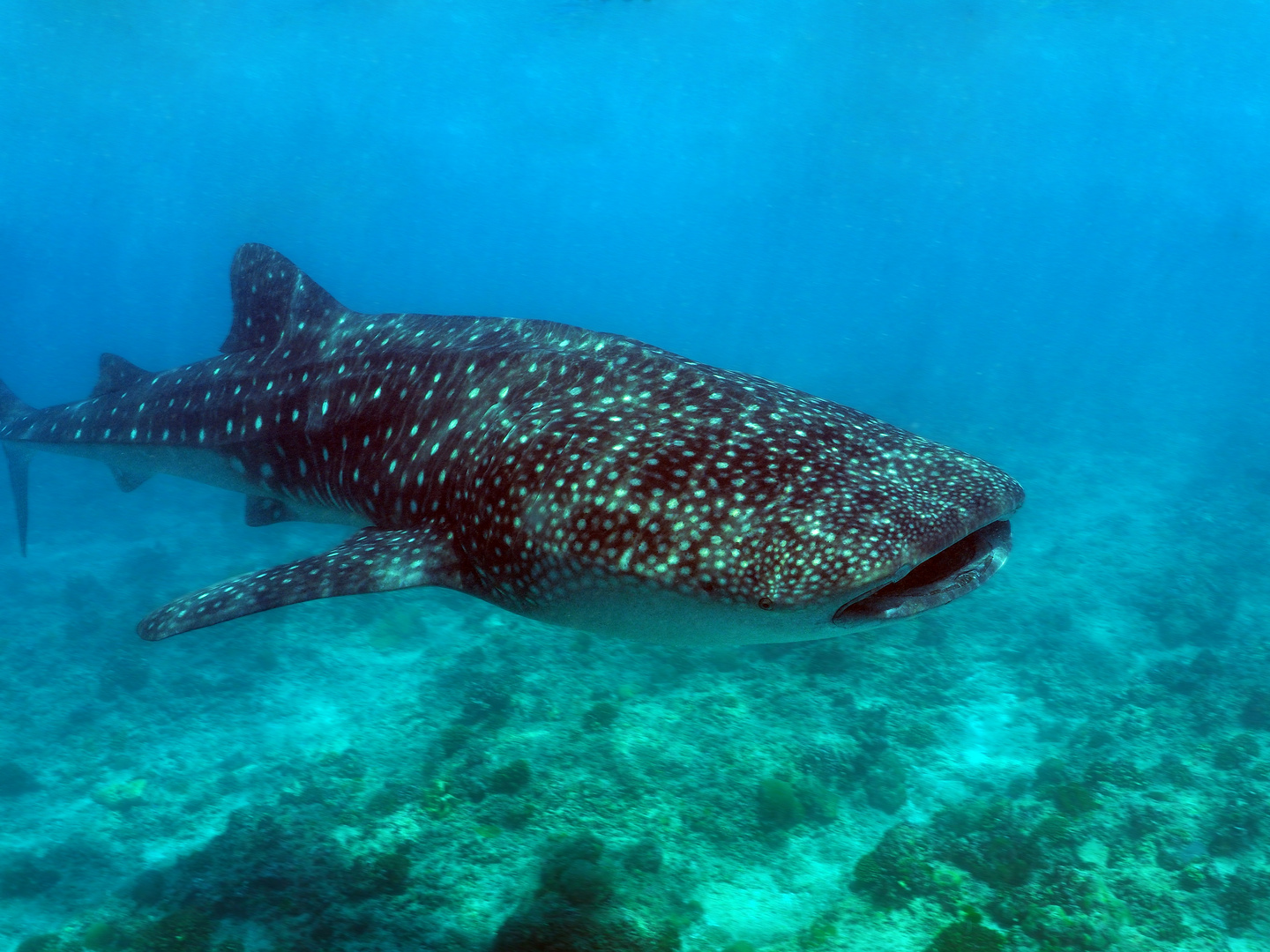 Big Fish Foto & Bild | meer, natur, wildlife Bilder auf fotocommunity