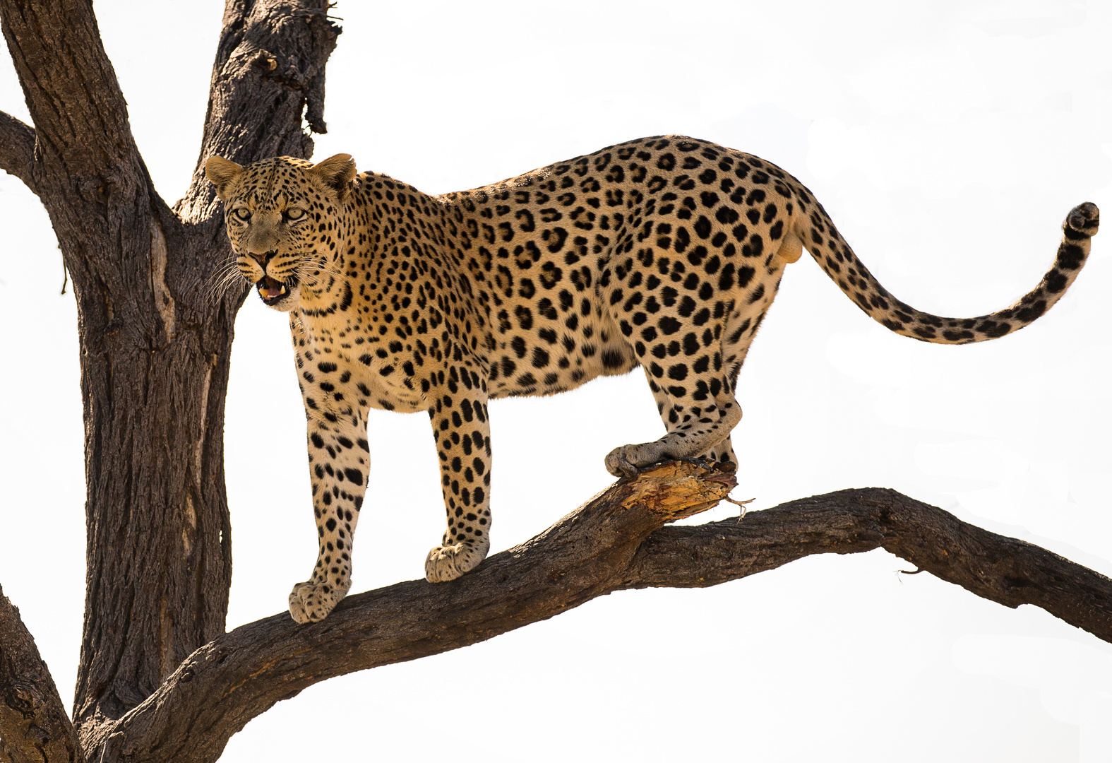 Big Five Foto & Bild | world, namibia, africa Bilder auf fotocommunity