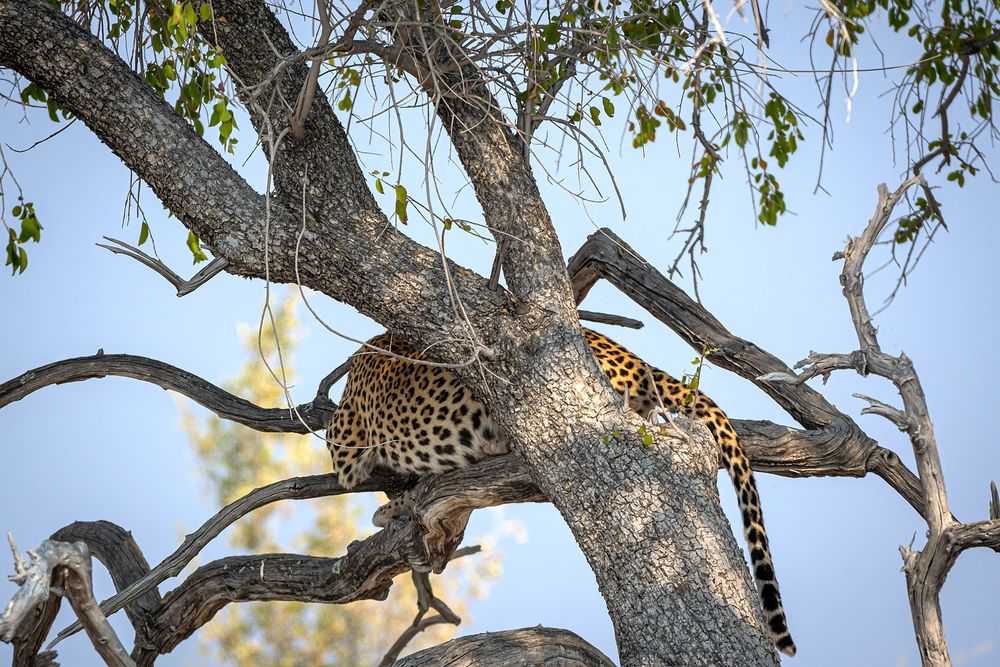 Big Five komplett Foto & Bild | world, natur, namibia Bilder auf ...