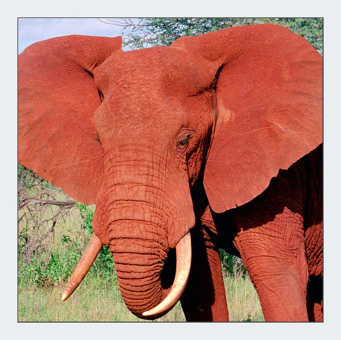 Big red elephant Foto & Bild | africa, eastern africa, kenya Bilder auf ...