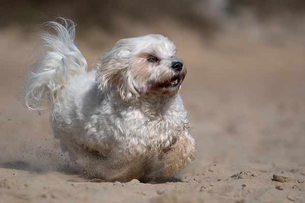 Hunde, Hundebilder, Hundefotos