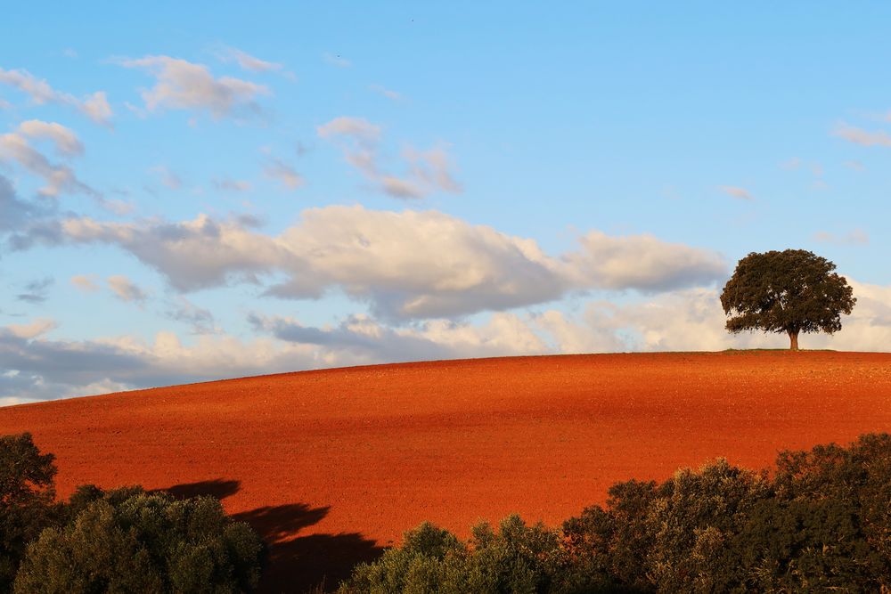 bild mit baum Foto & Bild | paradiesvögel, world Bilder auf fotocommunity