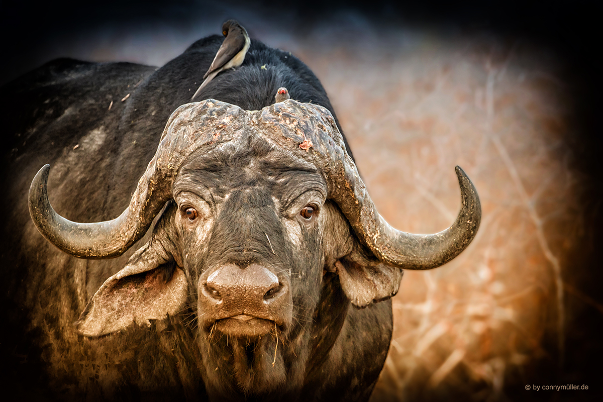 Bill, Buffalo Foto & Bild | tiere, wildlife, säugetiere Bilder auf ...