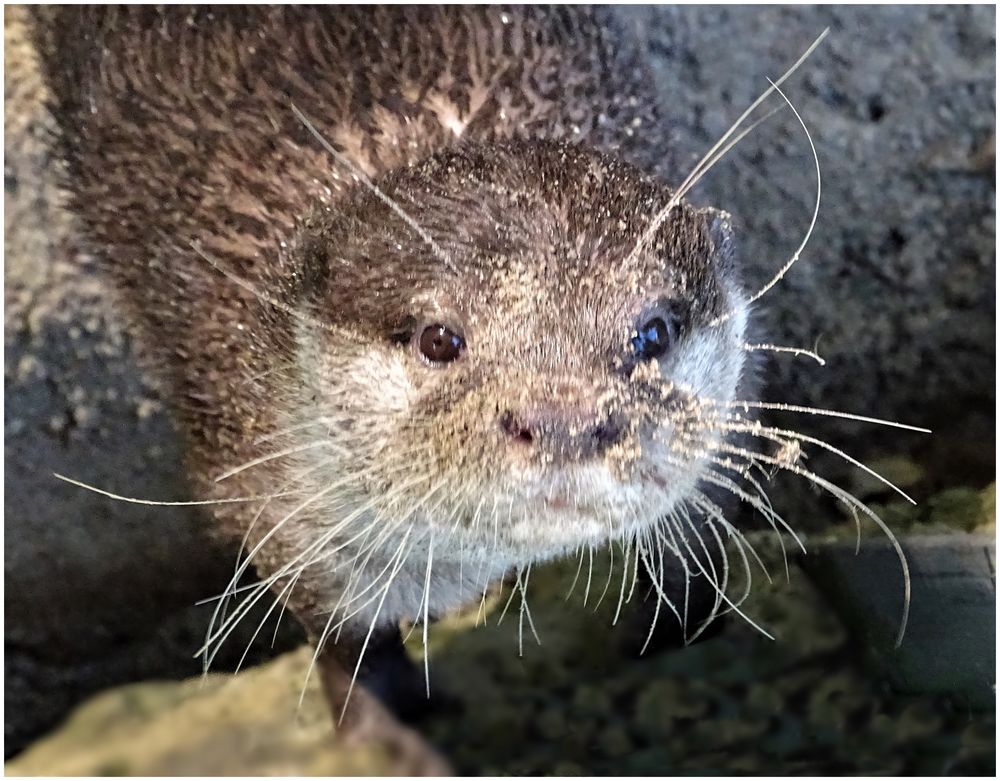 Bin ich ein "Sandotter"? Foto & Bild | natur, zoo, tiere Bilder auf ...