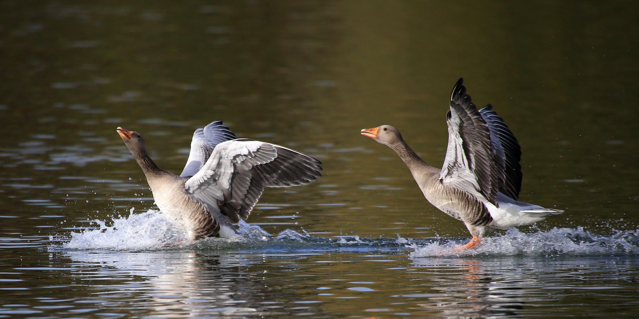 Bin ich froh ..... Foto & Bild | tiere, wildlife, wild lebende vögel ...