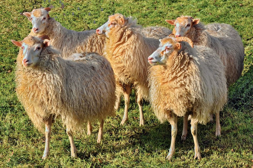 Bin jetzt Schäfchen zählen Foto & Bild | outdoor, natur, landschaft ...