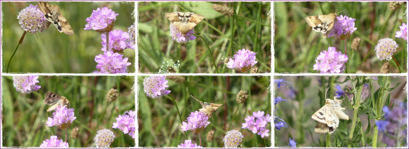 Bin mal wieder ratlos ;-), Foto & Bild | fotos, natur, pflanzen Bilder ...